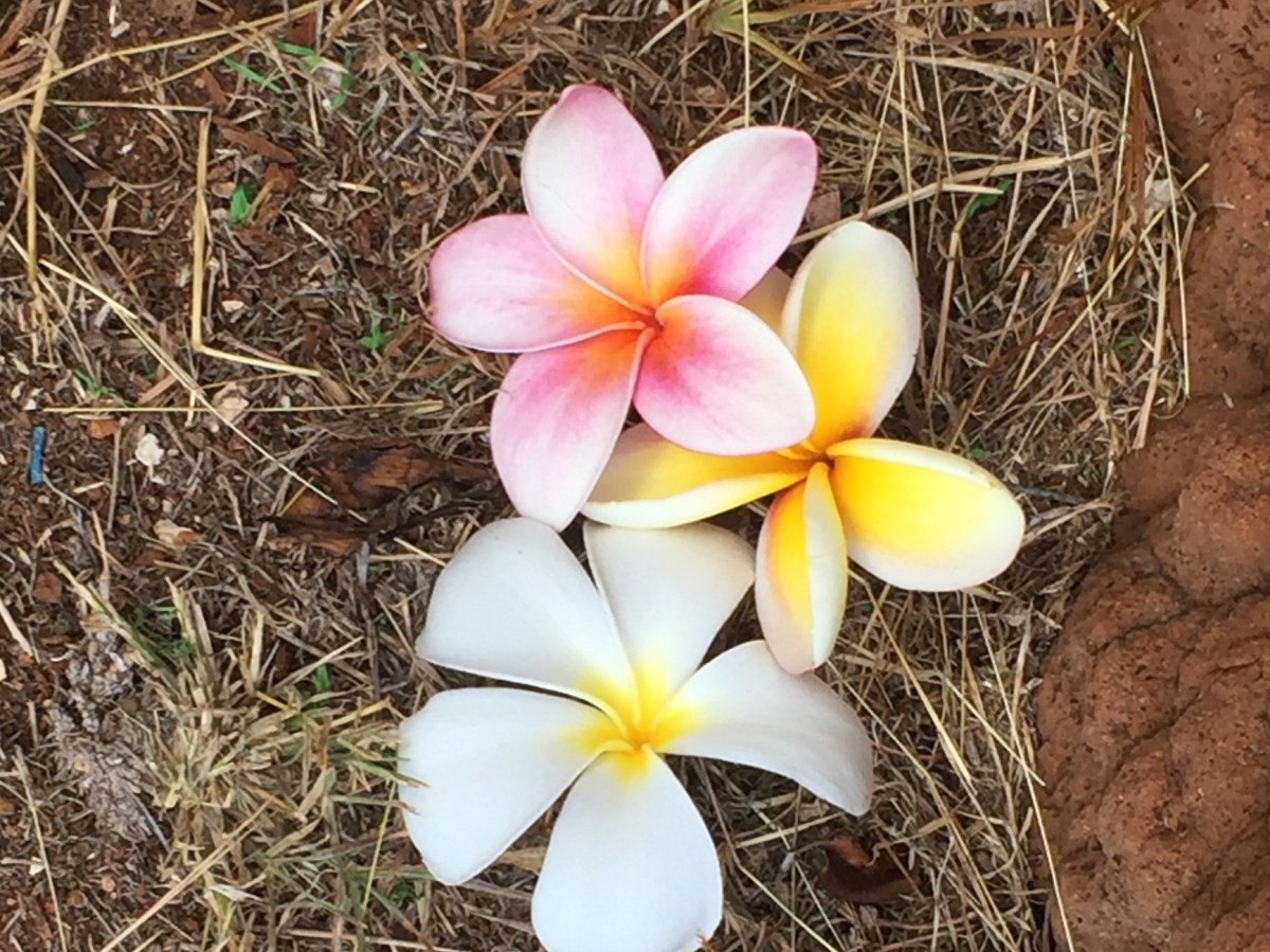 Alexander Technique Honolulu – Jill Guillermo-Togawa, when we can ...